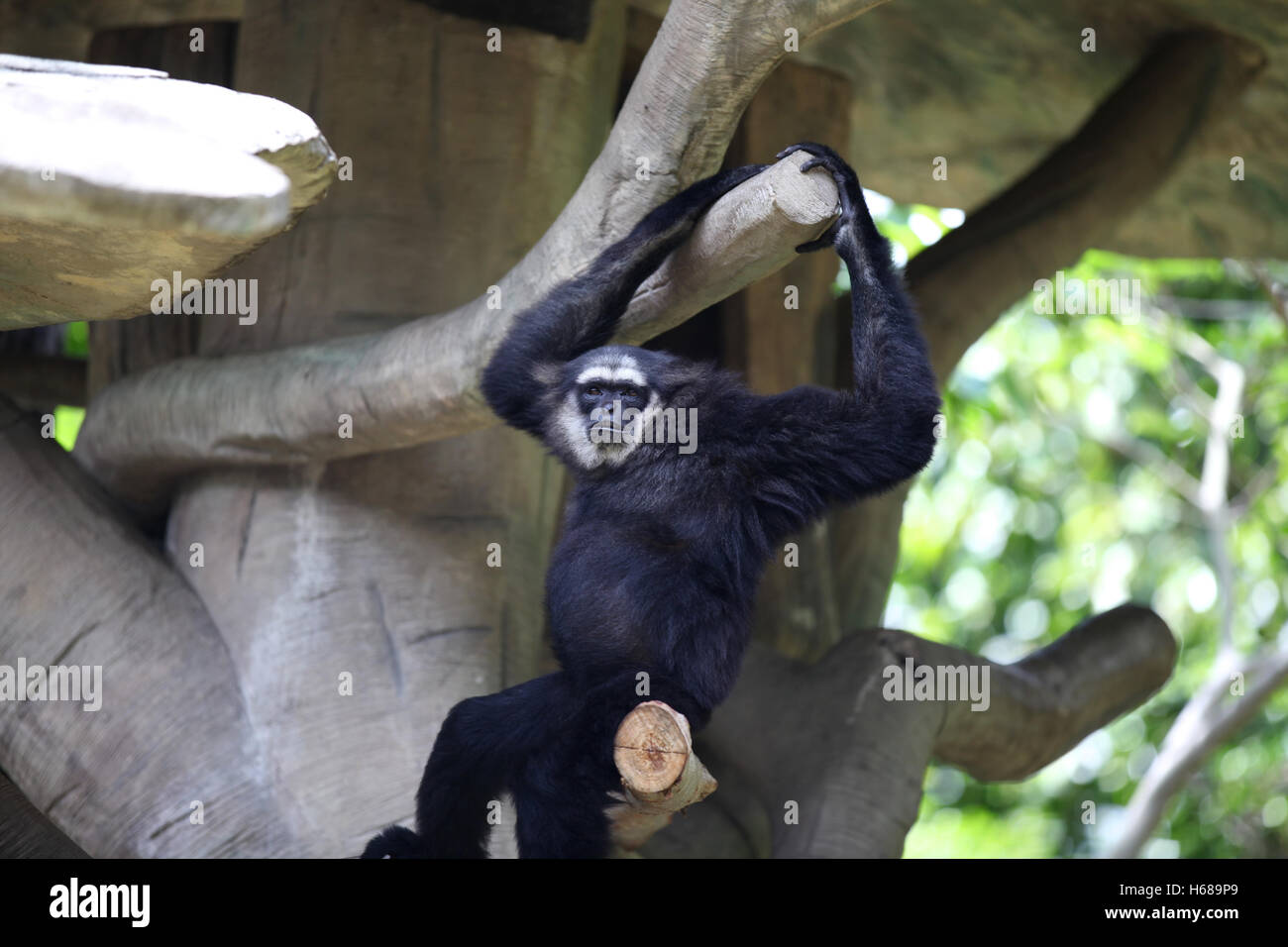 Monkeys are busy with their chores, Thailand, Southeast Asia Stock ...
