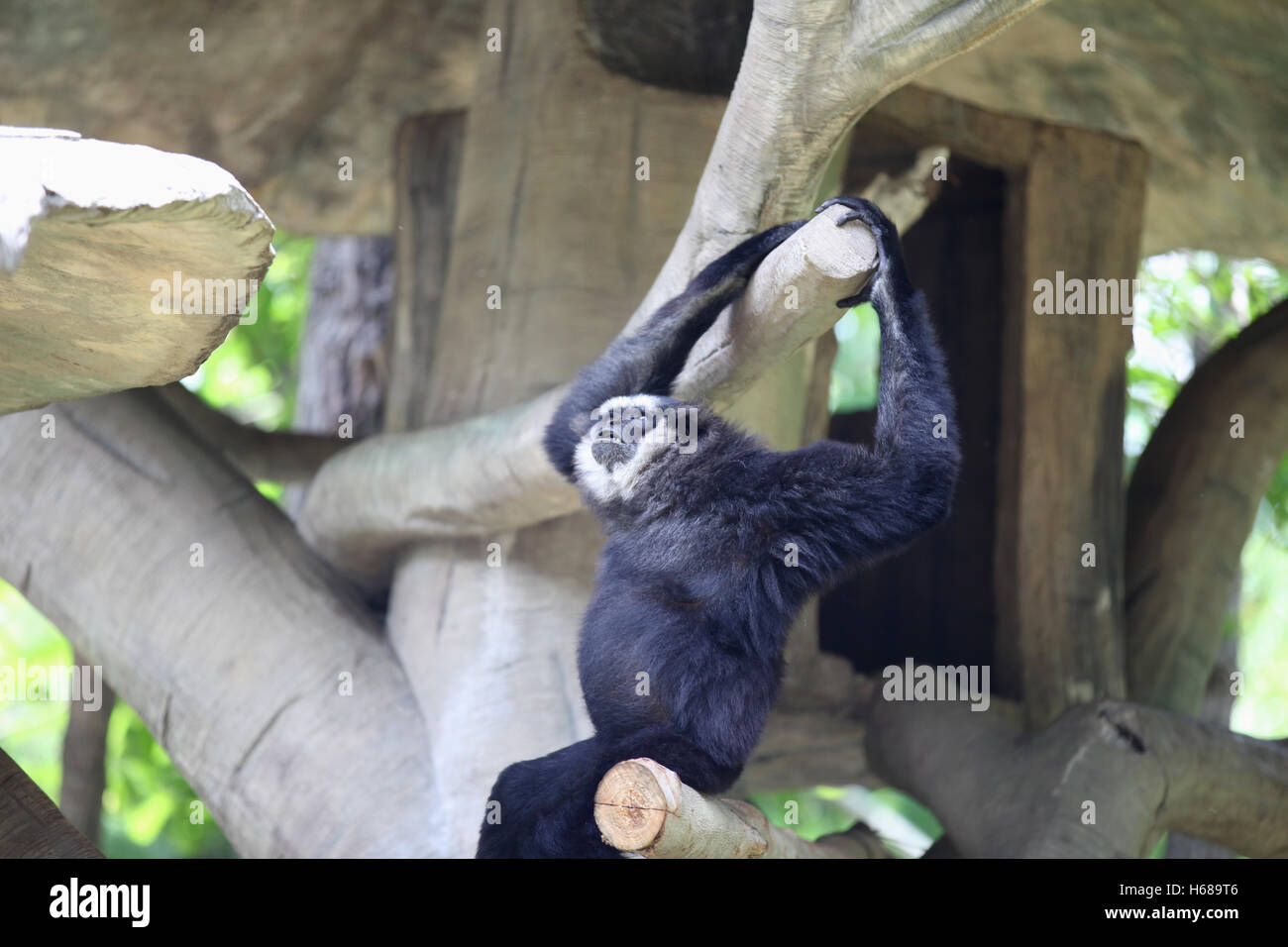 Monkeys are busy with their chores, Thailand, Southeast Asia Stock ...