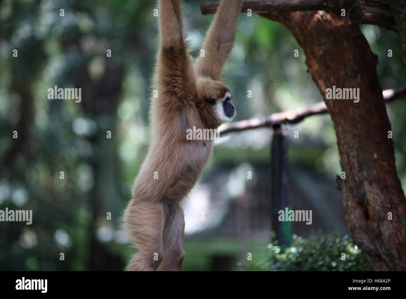 Monkeys are busy with their chores, Thailand, Southeast Asia Stock ...