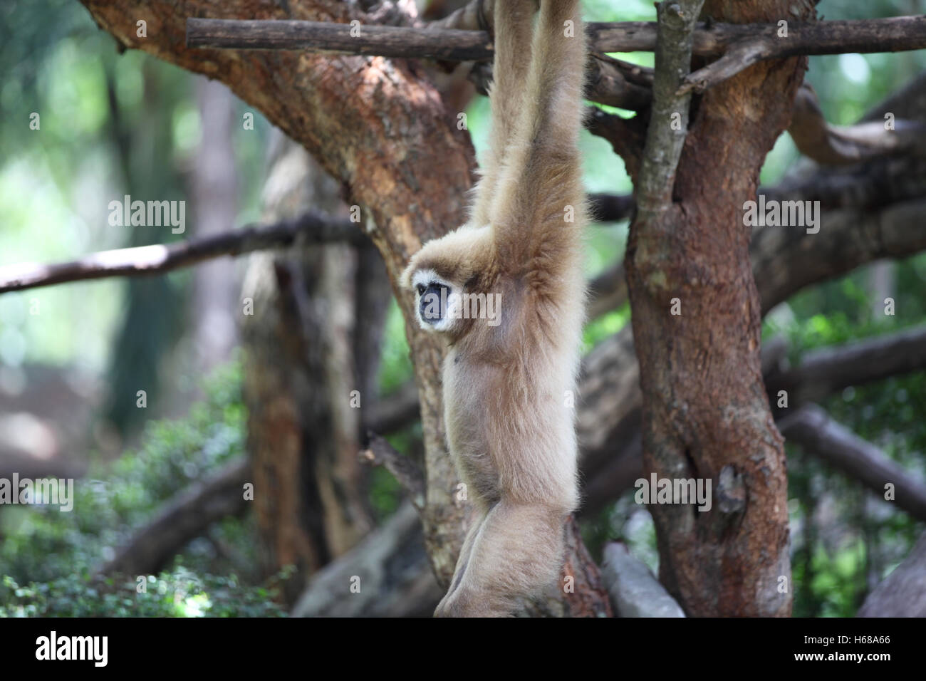 Monkeys are busy with their chores, Thailand, Southeast Asia Stock ...