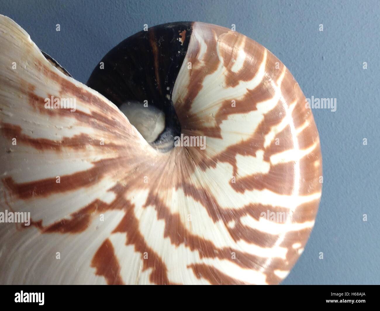 nautilus shell cross section spiral stock photo, stock, photograph ...