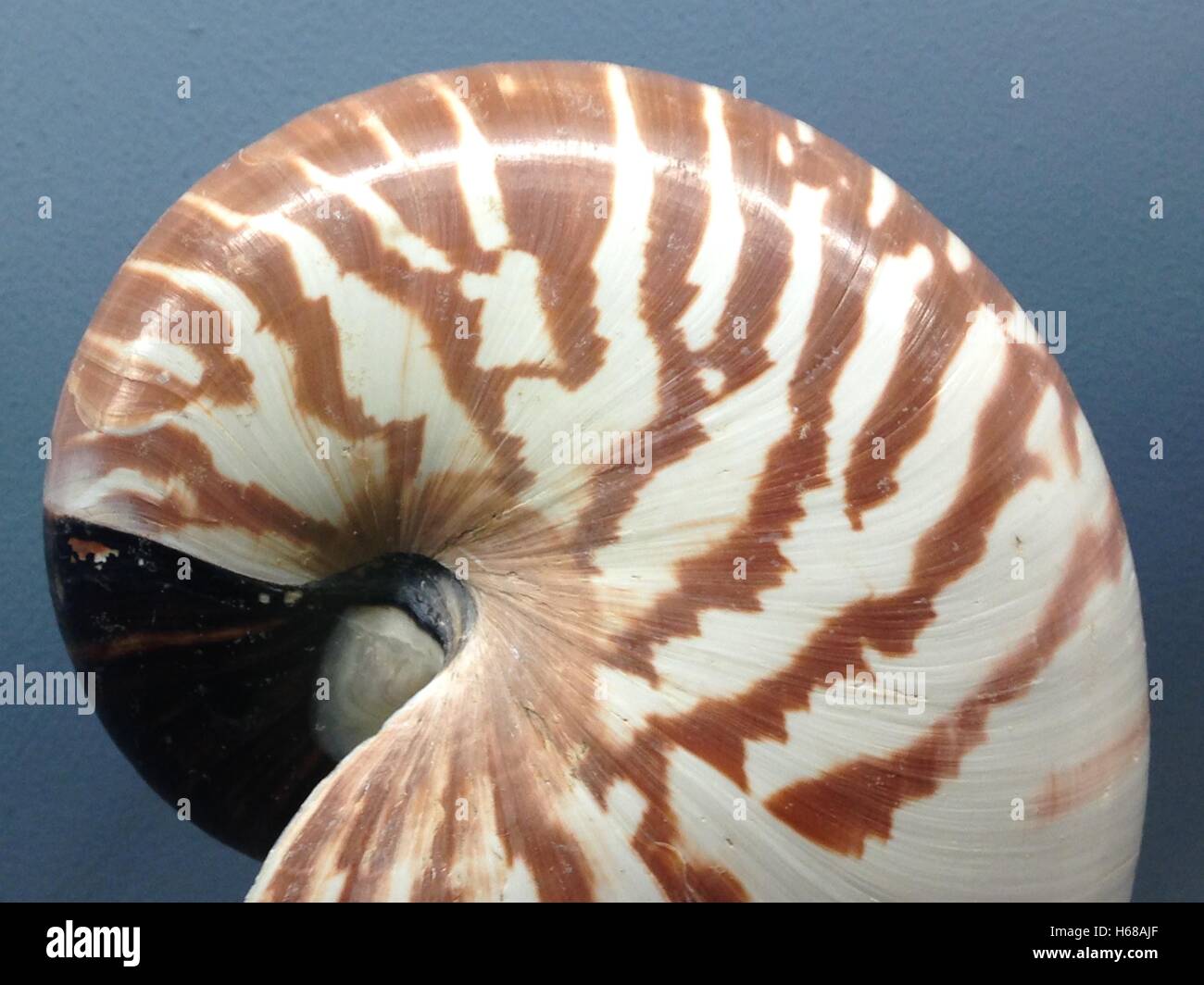 Nautilus picture hi-res stock photography and images - Alamy