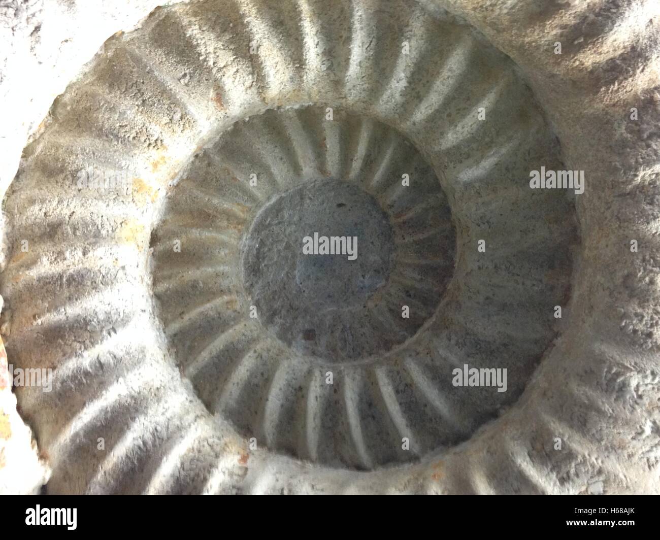 Ammonite fossil cretaceous period hi-res stock photography and images ...