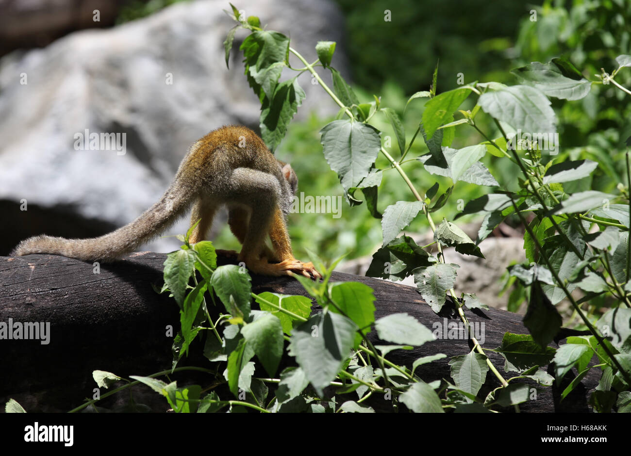 Monkeys are busy with their chores, Thailand, Southeast Asia Stock ...