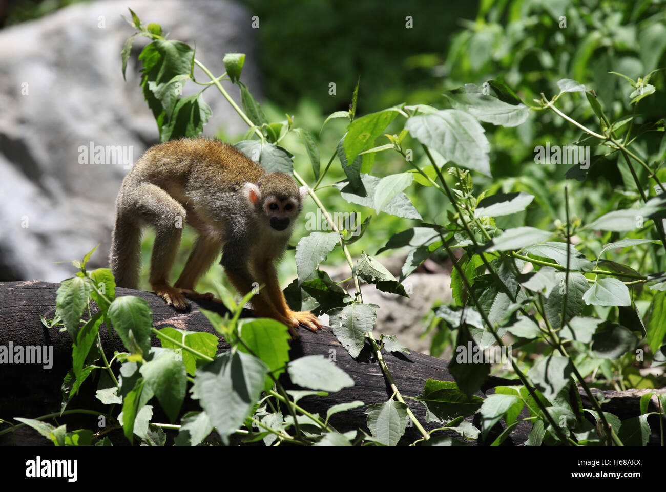 Monkeys are busy with their chores, Thailand, Southeast Asia Stock ...