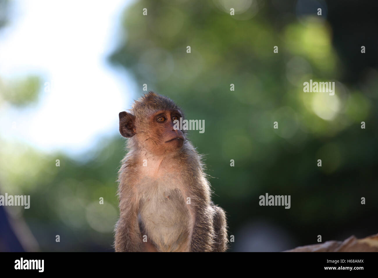 Monkeys are busy with their chores, Thailand, Southeast Asia Stock ...
