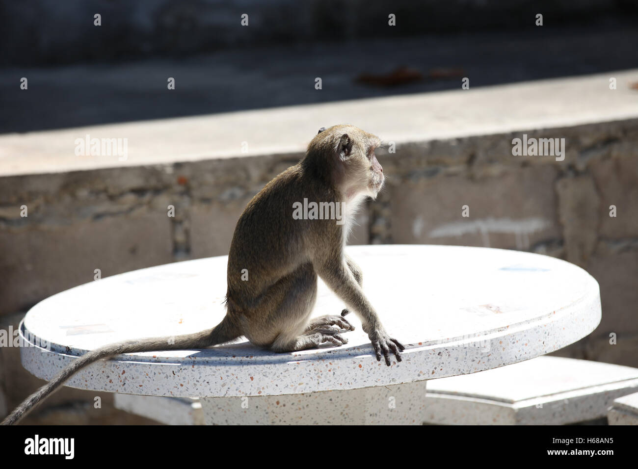 Monkeys are busy with their chores, Thailand, Southeast Asia Stock ...