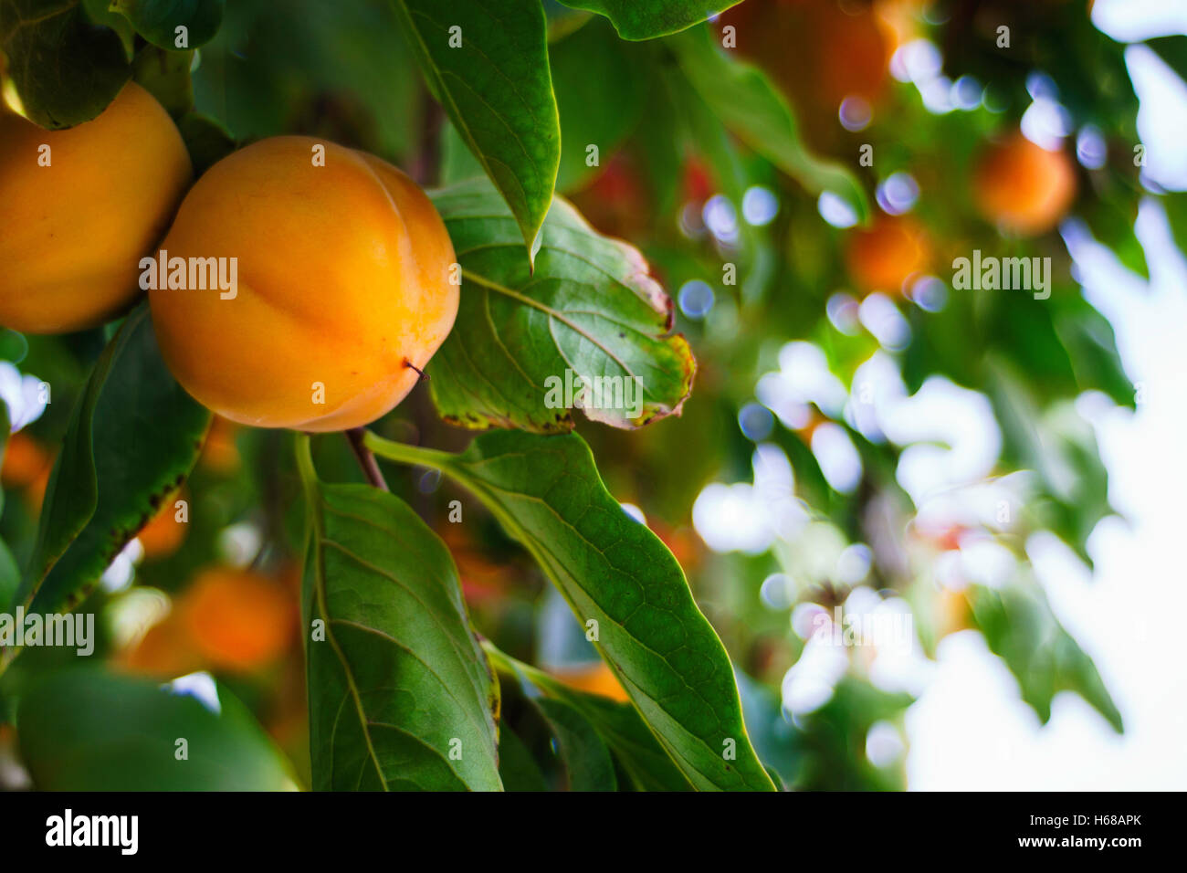 Unripe persimmon and fresh green leaves Stock Photo - Alamy