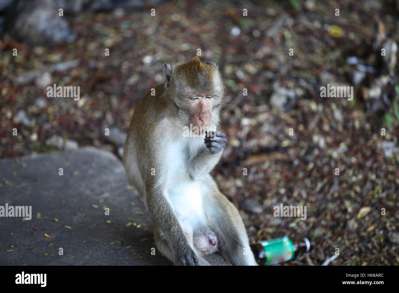 Monkeys are busy with their chores, Thailand, Southeast Asia Stock ...