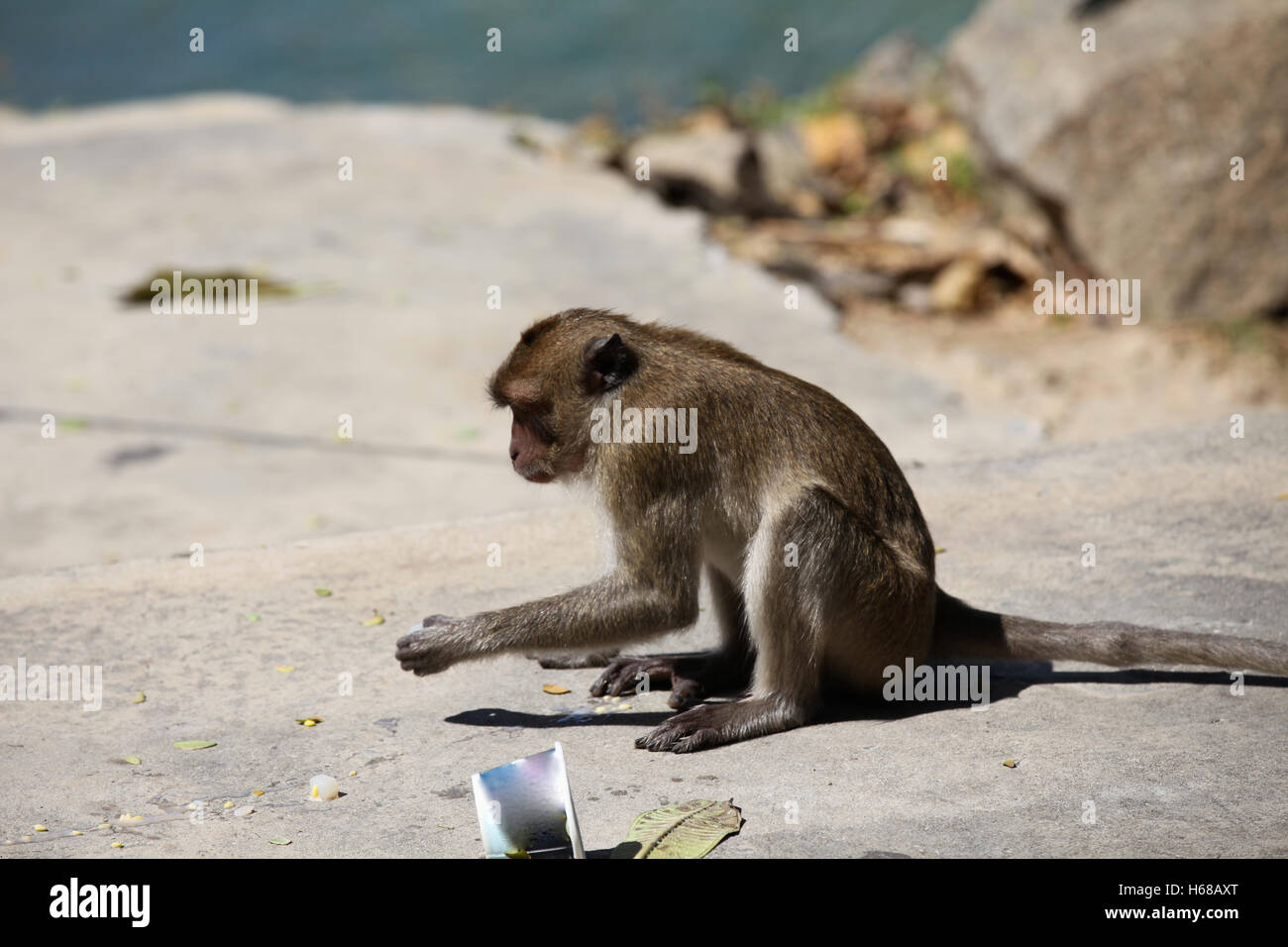 Monkeys are busy with their chores, Thailand, Southeast Asia Stock ...