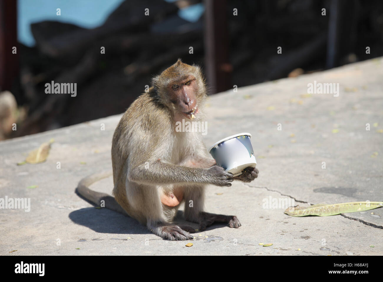 Monkeys are busy with their chores, Thailand, Southeast Asia Stock ...