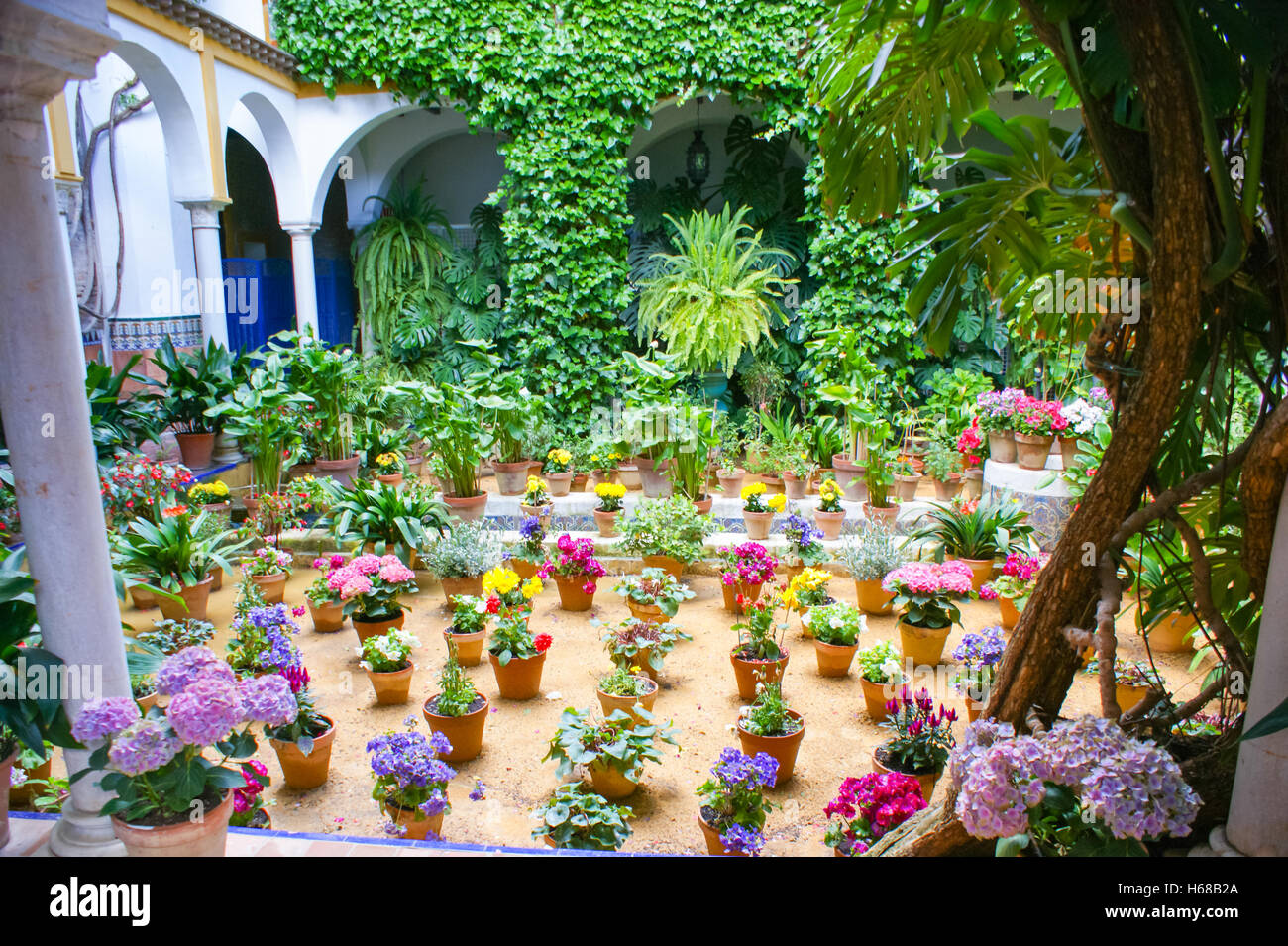Buy Flowers Online Seville at Linda Siddiqui blog