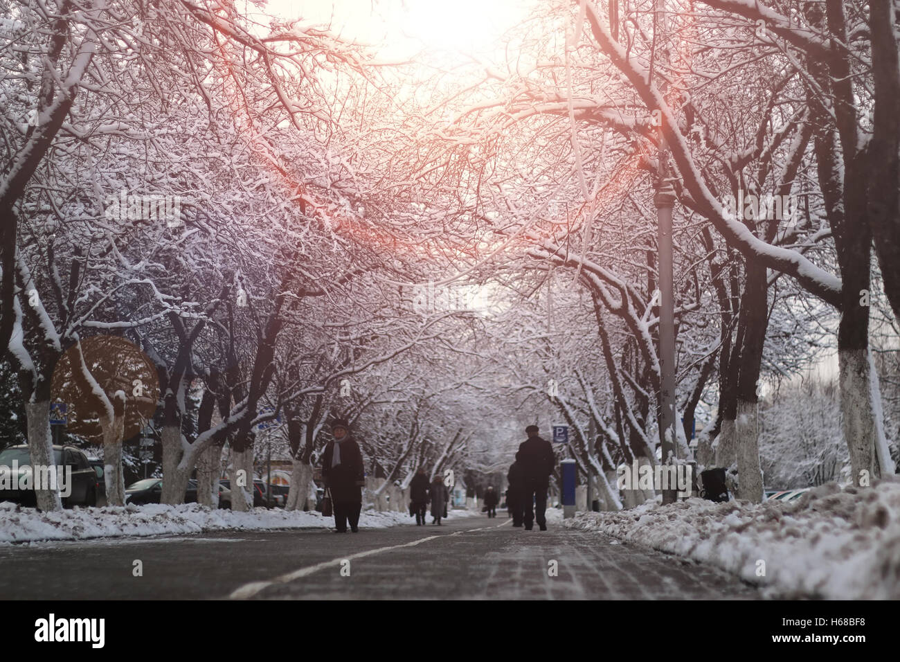 pedestrian way tree winter Stock Photo - Alamy