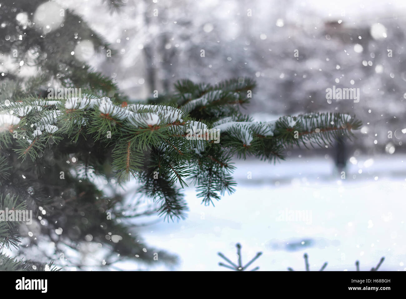 winter fir tree snow Stock Photo - Alamy