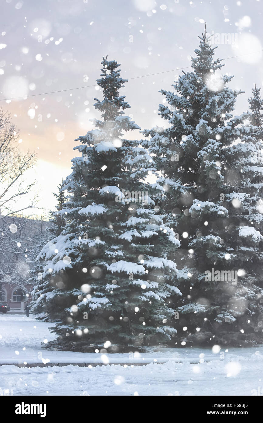 winter fir tree snow Stock Photo - Alamy