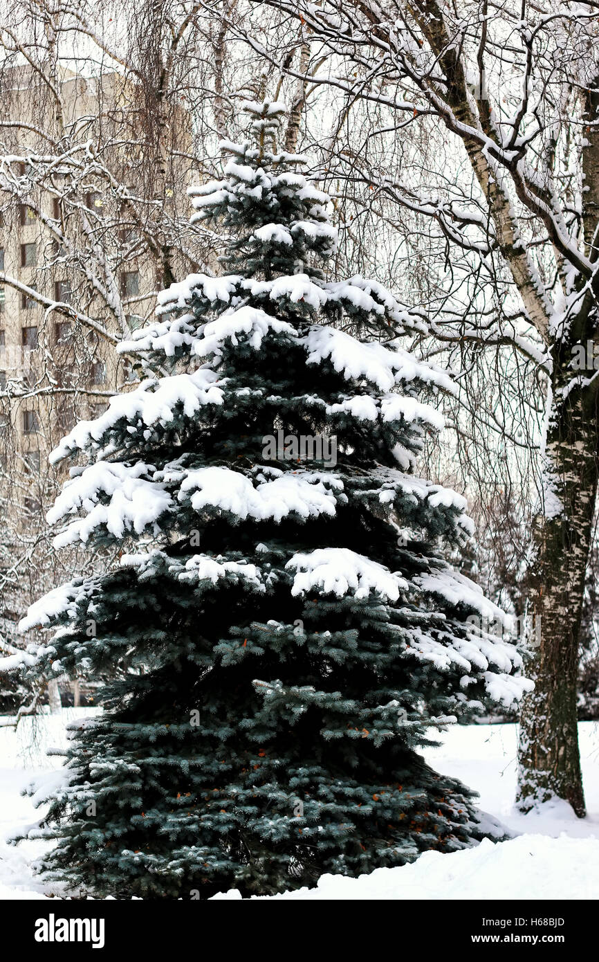 winter fir tree sunlight Stock Photo - Alamy