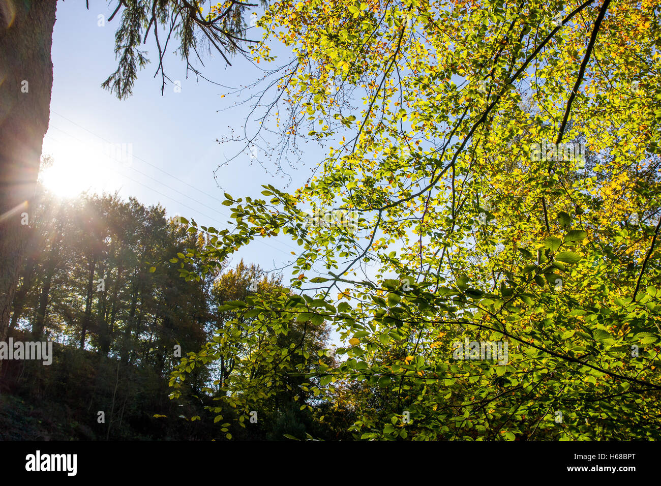 Still green autumn leaves with the sun over trees Stock Photo - Alamy
