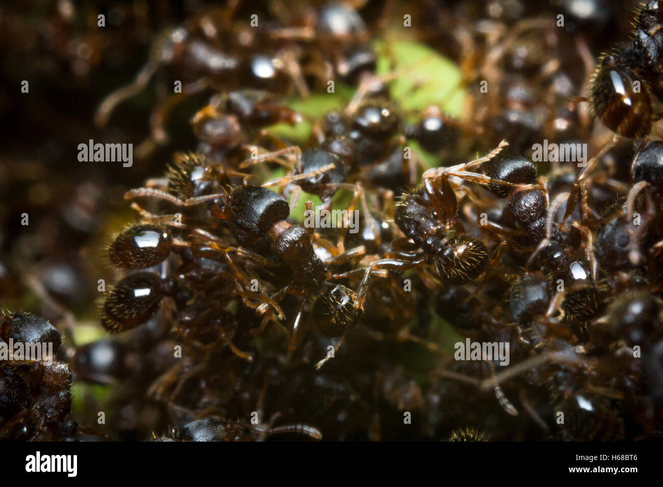 Huge pile of pesky sidewalk ants in closeup macro Stock Photo - Alamy