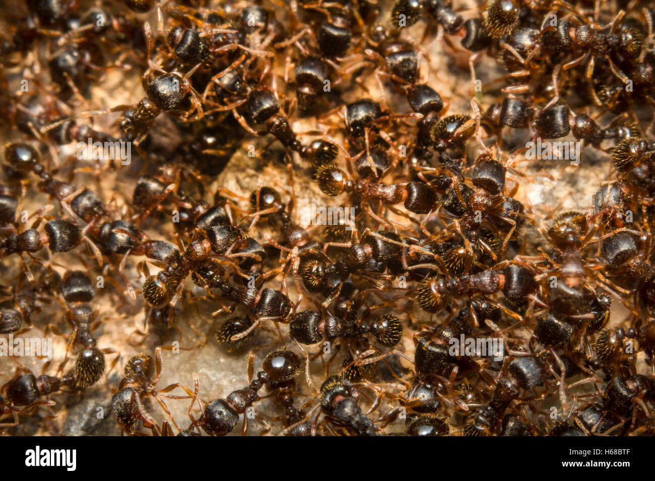 Huge pile of pesky sidewalk ants in closeup macro Stock Photo - Alamy