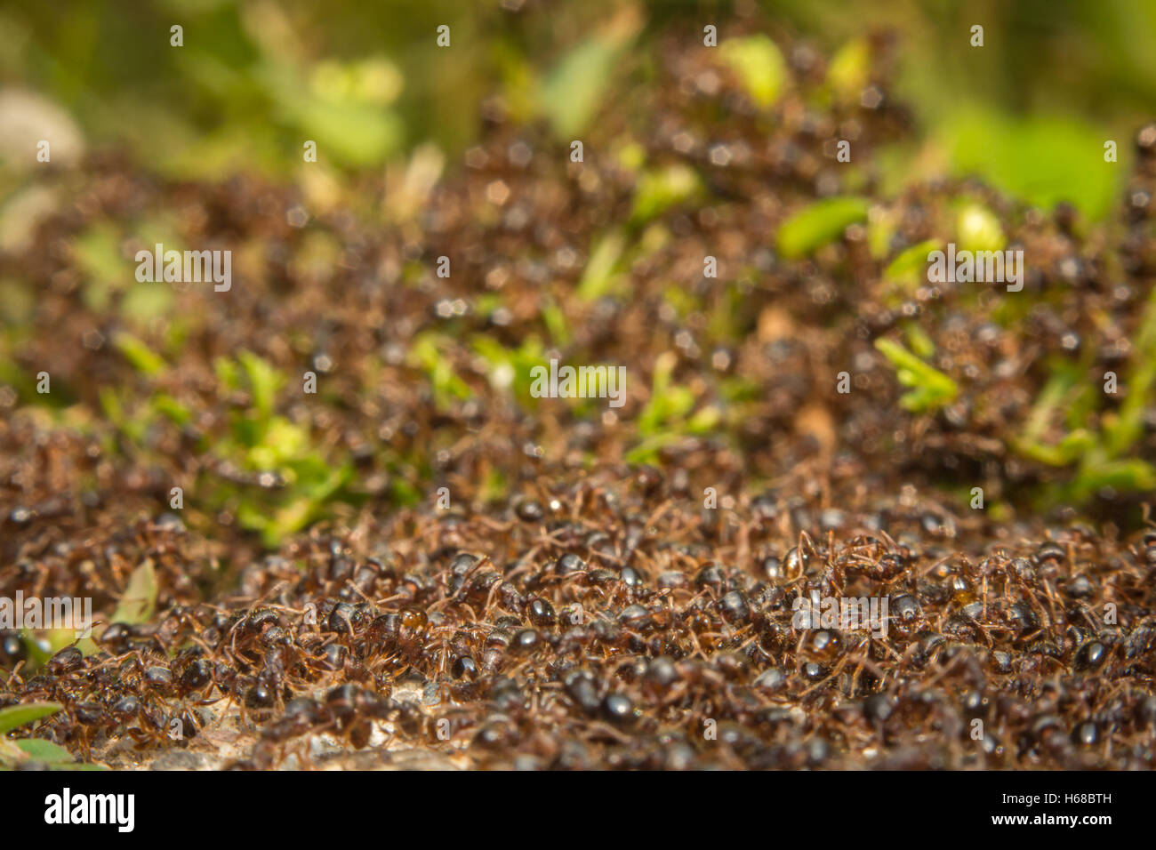 Huge ants nest hi-res stock photography and images - Alamy