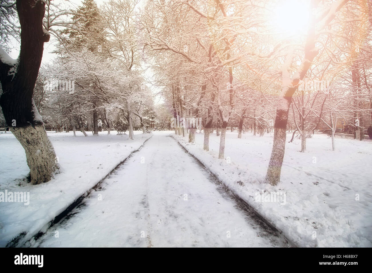 park alley tree way winter Stock Photo - Alamy