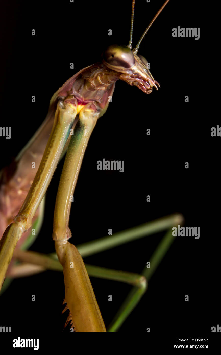 Close up macro large Chinese praying mantis insect Stock Photo - Alamy