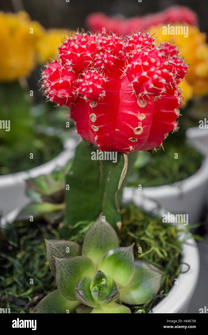 Row of red grafted moon cactus on display at local market Stock Photo ...