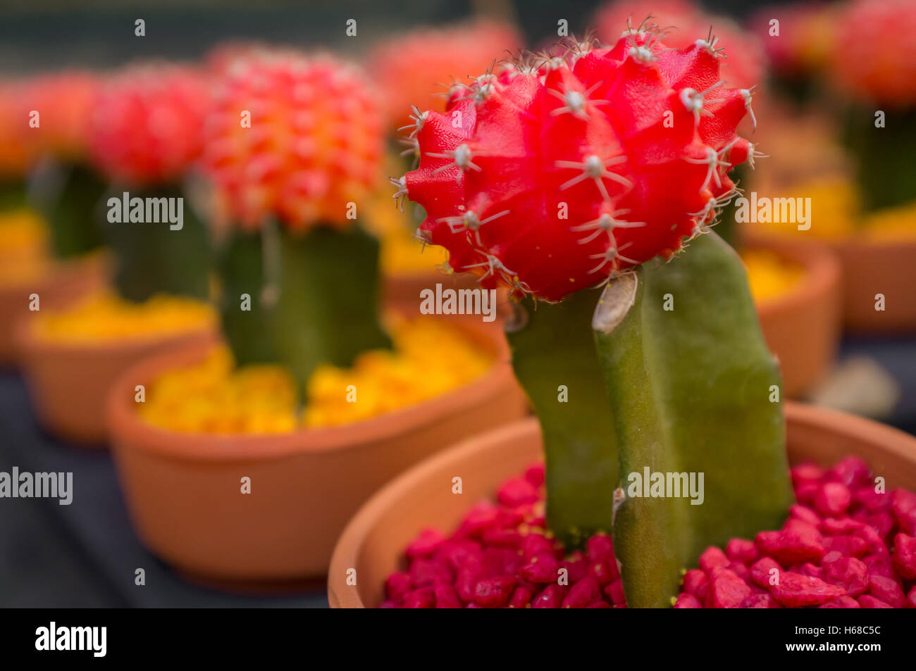 Row of red grafted moon cactus on display at local market Stock Photo ...