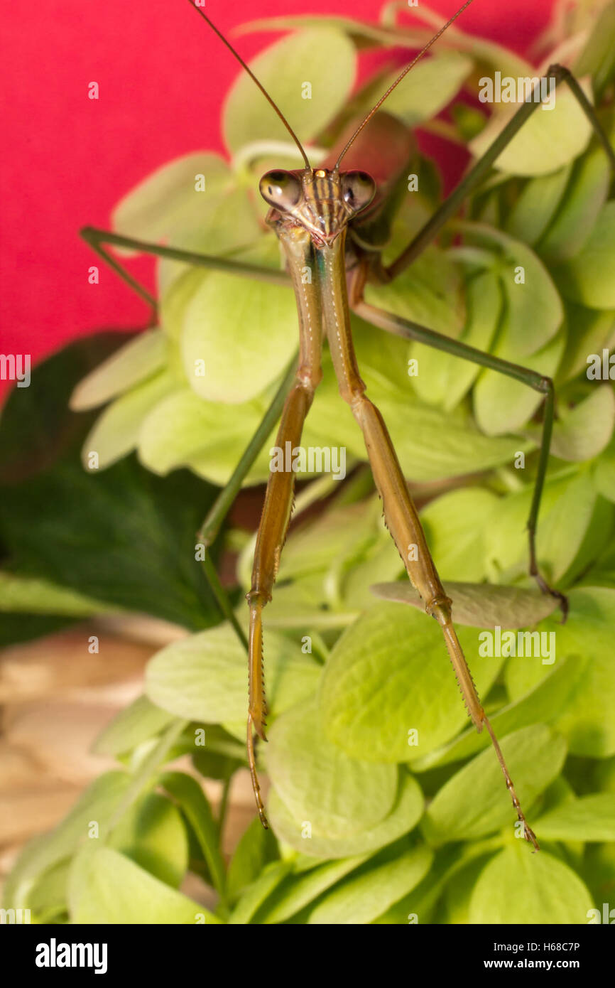 Close up macro large Chinese praying mantis insect Stock Photo - Alamy