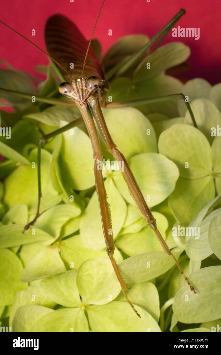 Close up macro large Chinese praying mantis insect Stock Photo - Alamy