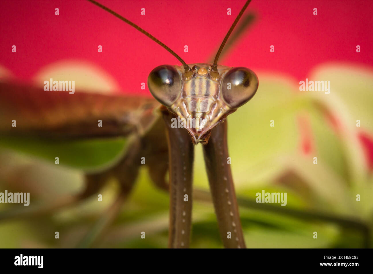 Close up macro large Chinese praying mantis insect Stock Photo - Alamy