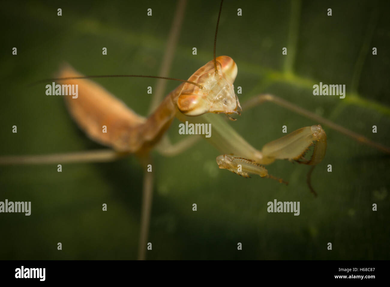 Chinese mantis nymph hi-res stock photography and images - Alamy