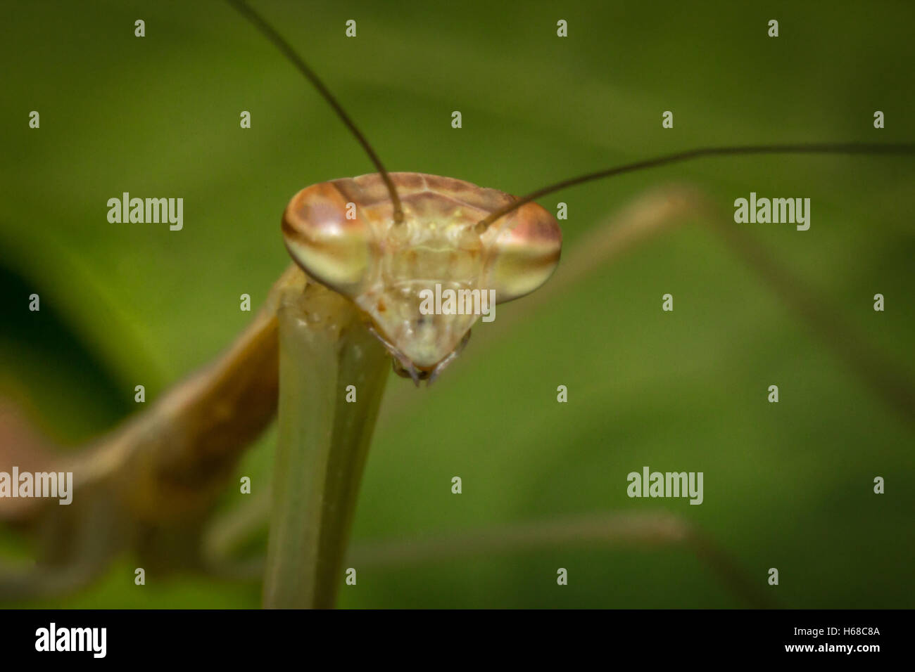 Female chinese mantis hi-res stock photography and images - Alamy