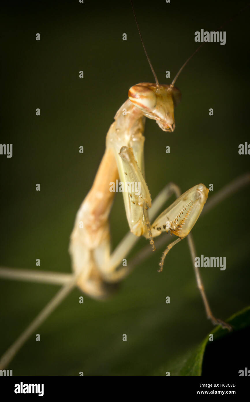 Female chinese mantis hi-res stock photography and images - Alamy