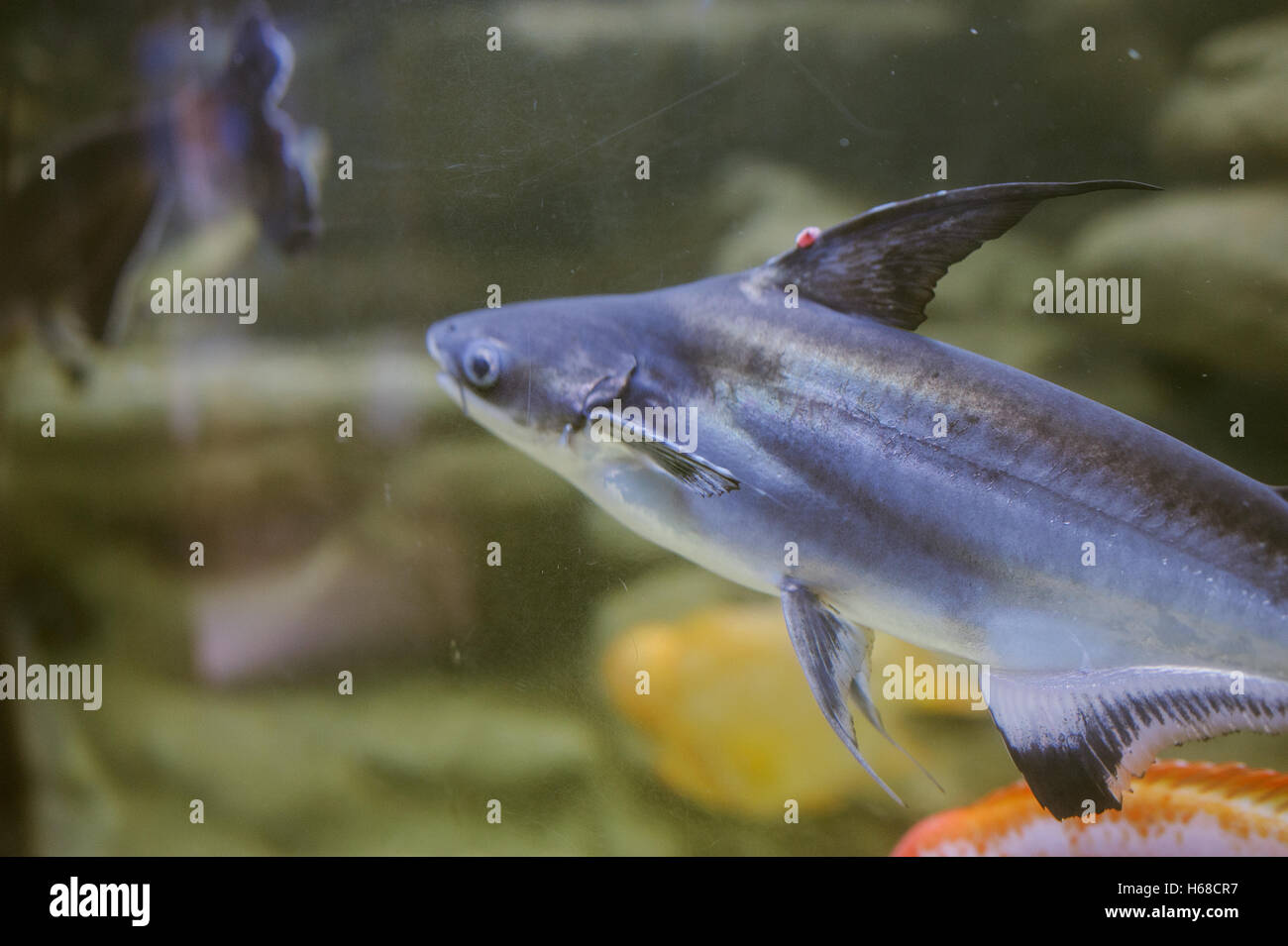 Sea life: exotic tropical coral reef fish Stock Photo - Alamy