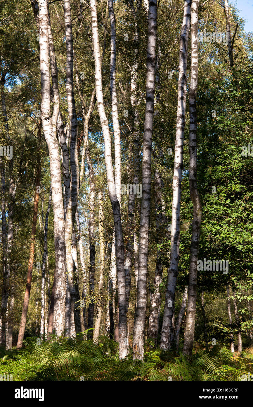 Birkenwald hi-res stock photography and images - Alamy