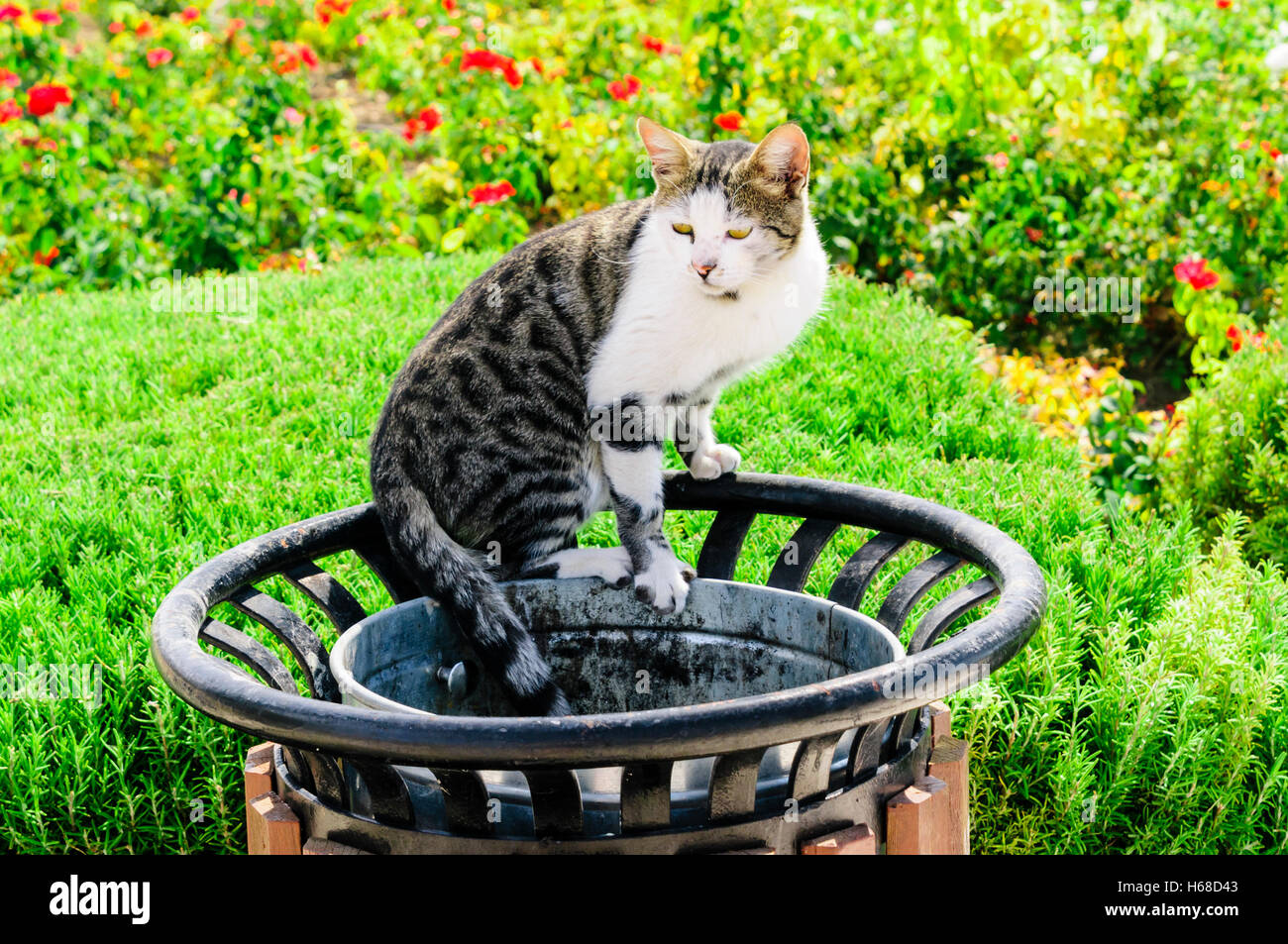 Dustbin cat hi-res stock photography and images - Alamy