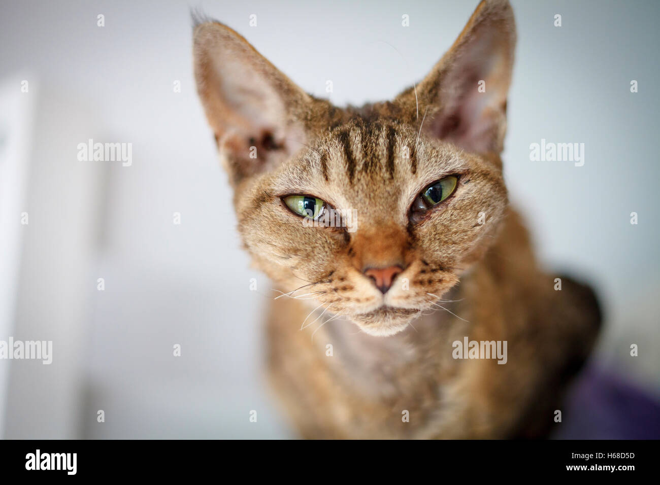 Devon rex cat breed hi-res stock photography and images - Alamy