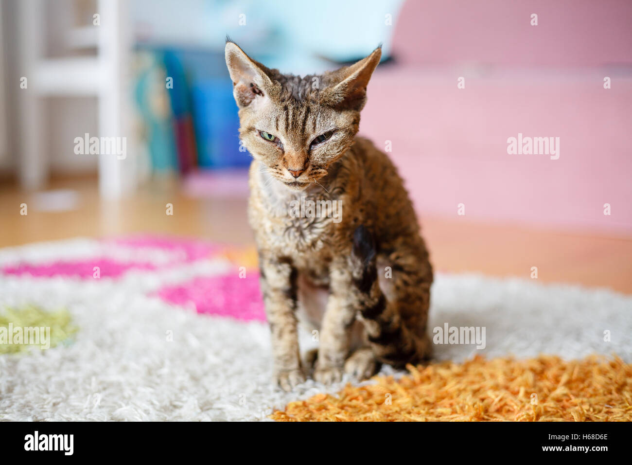 Devon Rex purebred domestic cat Stock Photo - Alamy