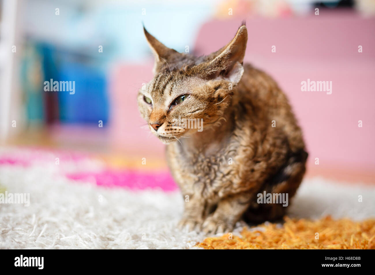 Devon Rex purebred domestic cat Stock Photo - Alamy