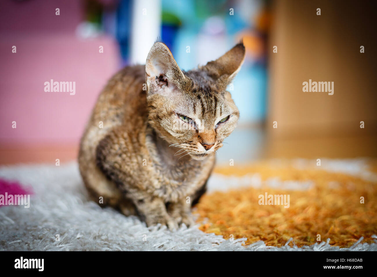 Devon rex cat breed hi-res stock photography and images - Alamy