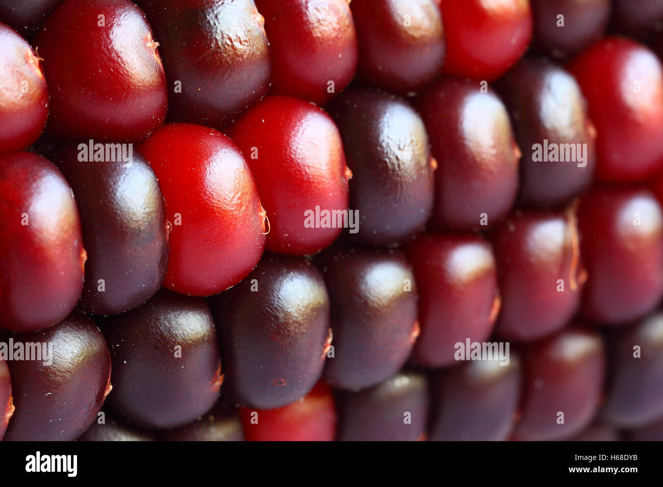 Heirloom corn hi-res stock photography and images - Alamy