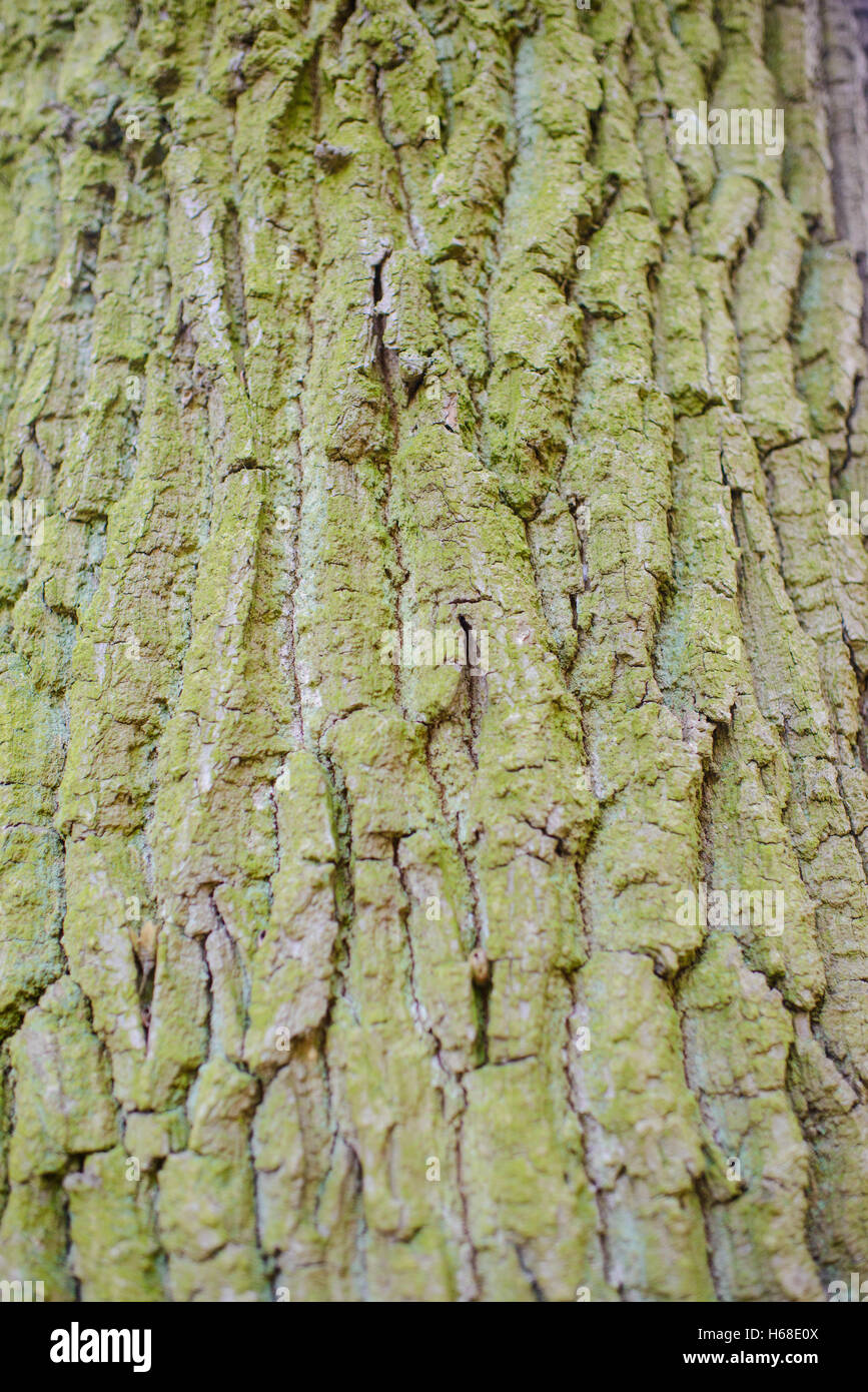 old wood tree bark texture with green moss Stock Photo - Alamy