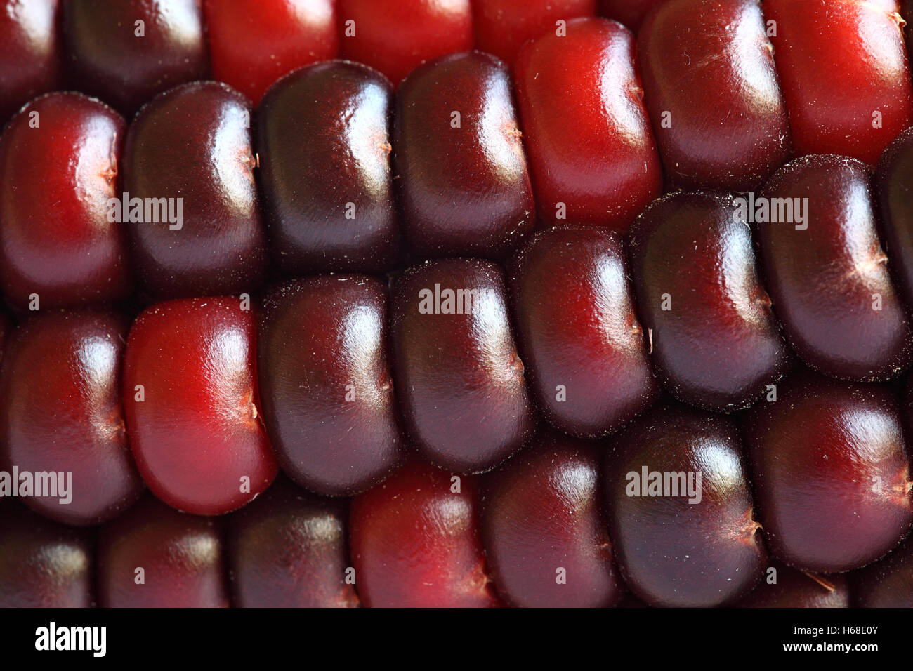 Heirloom corn hi-res stock photography and images - Alamy