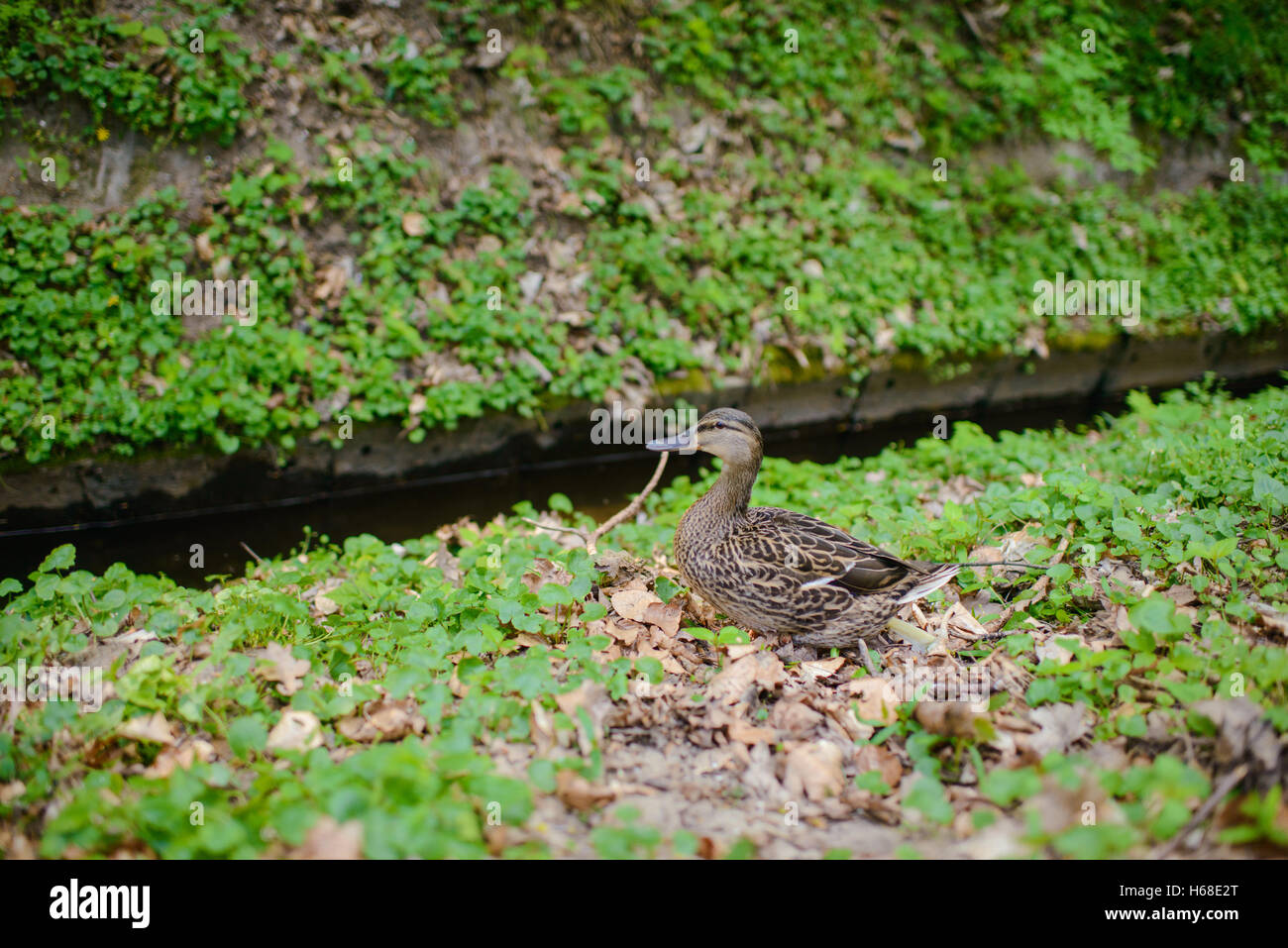 Mallard duck in the forest in early spring Stock Photo - Alamy