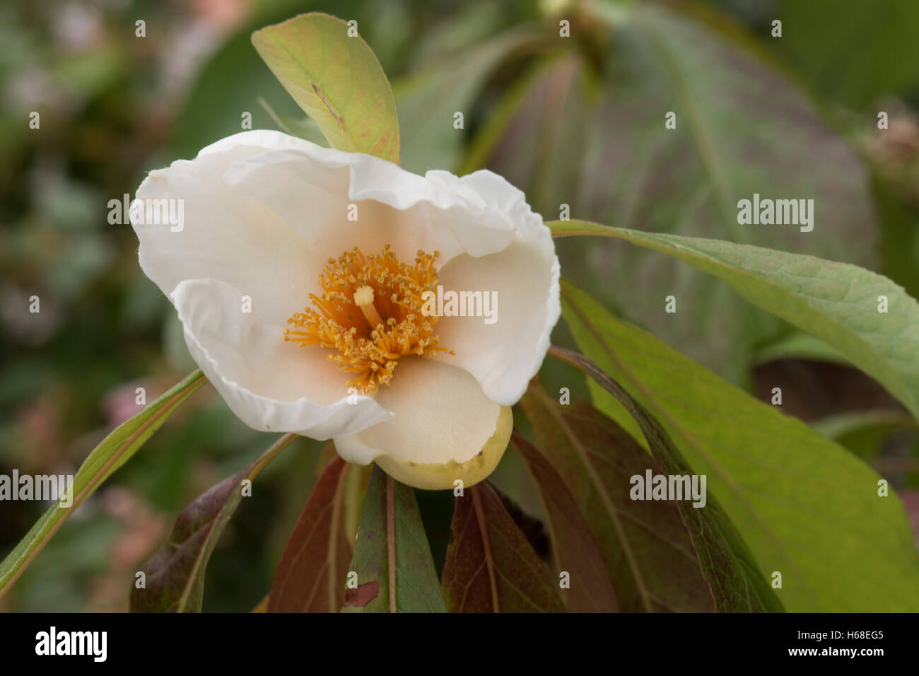 Franklin alatamaha, Franklin Tree, growing in a garden, Surrey, UK ...