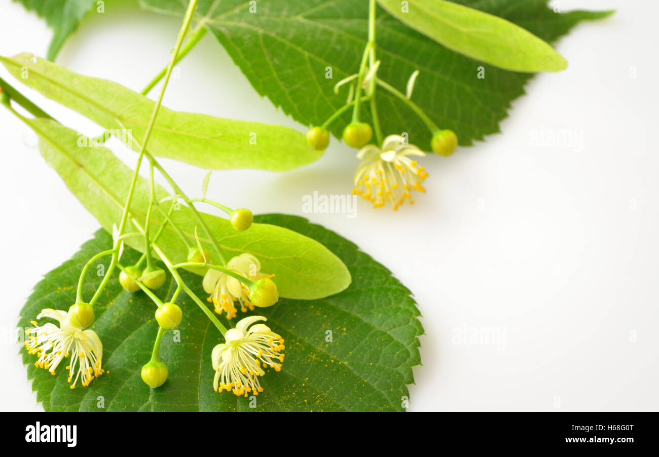 linden flowers isolated on a white background Stock Photo - Alamy