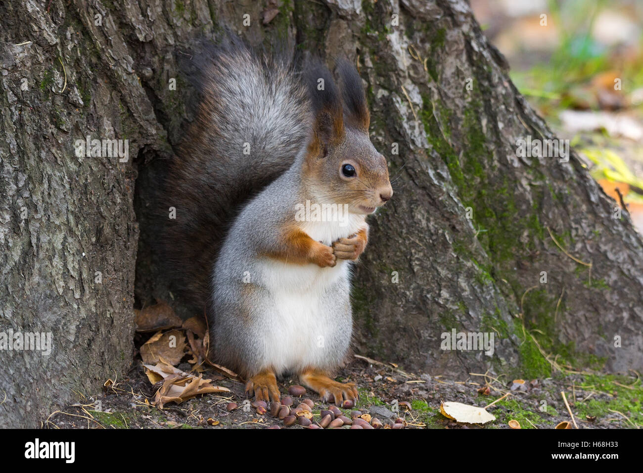 the photograph shows a squirrel on a tree Stock Photo - Alamy