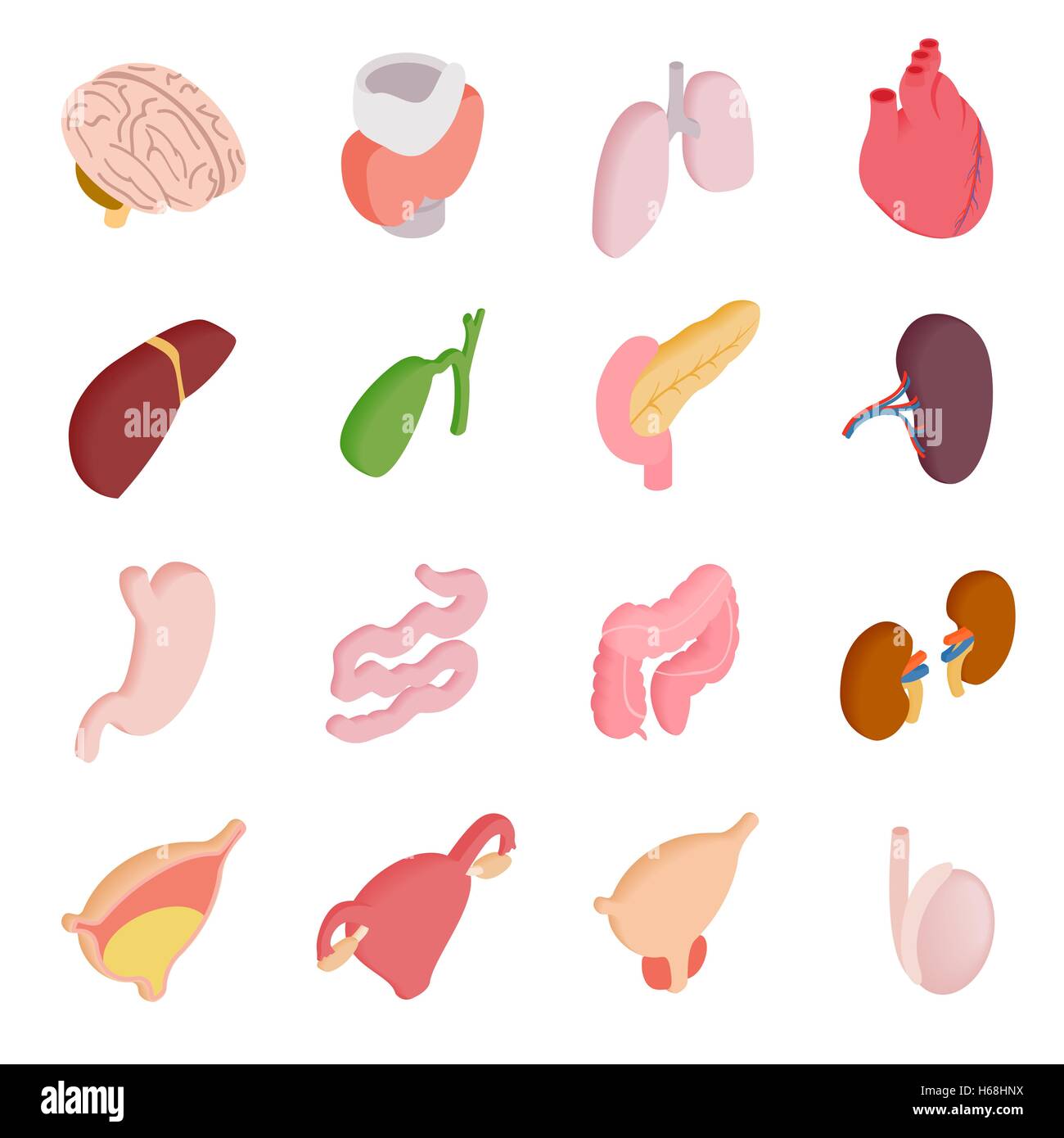 Internal organs isometric 3d icons Stock Vector Image & Art - Alamy