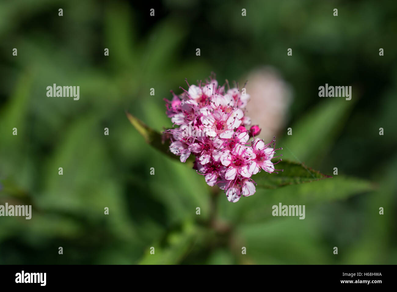 Beautiful fresh flowers in nature background Stock Photo - Alamy